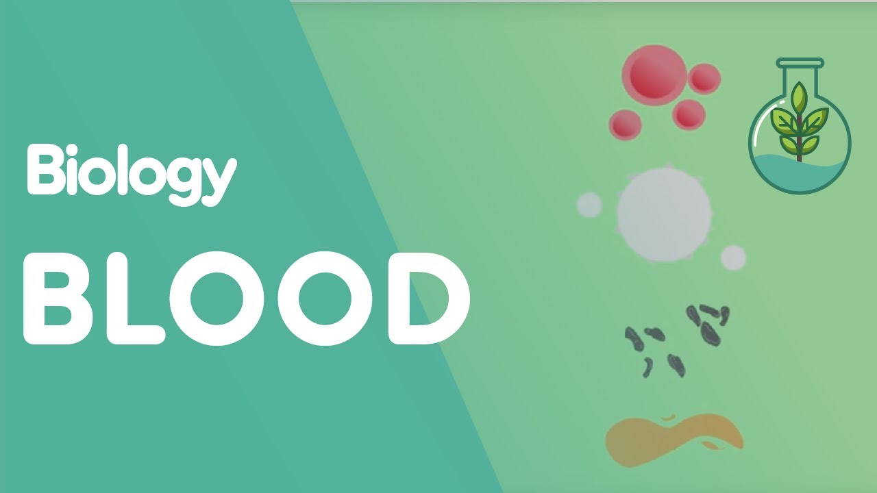 What Is Blood? | Cells | Biology | FuseSchool