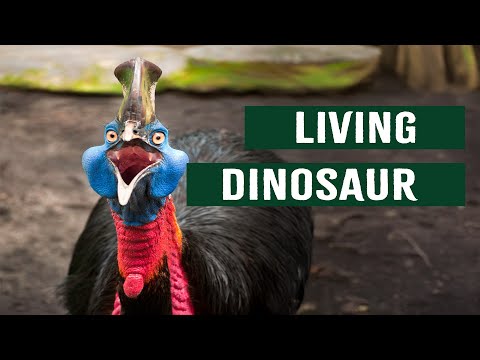 Killer Cassowaries: The Worlds Most Dangerous Bird To Walk The Planet