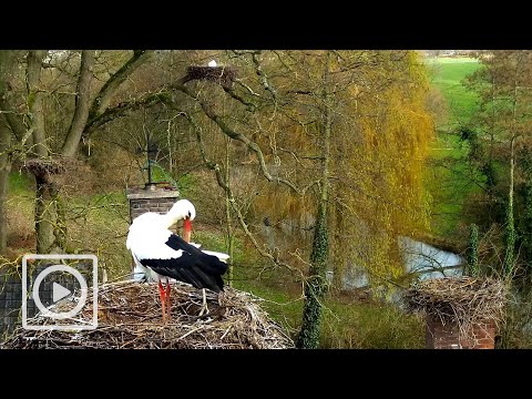 LIVESTREAM | Ooievaarsopvang Herwijnen