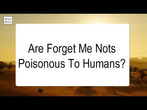 Are Forget Me Nots Poisonous To Humans