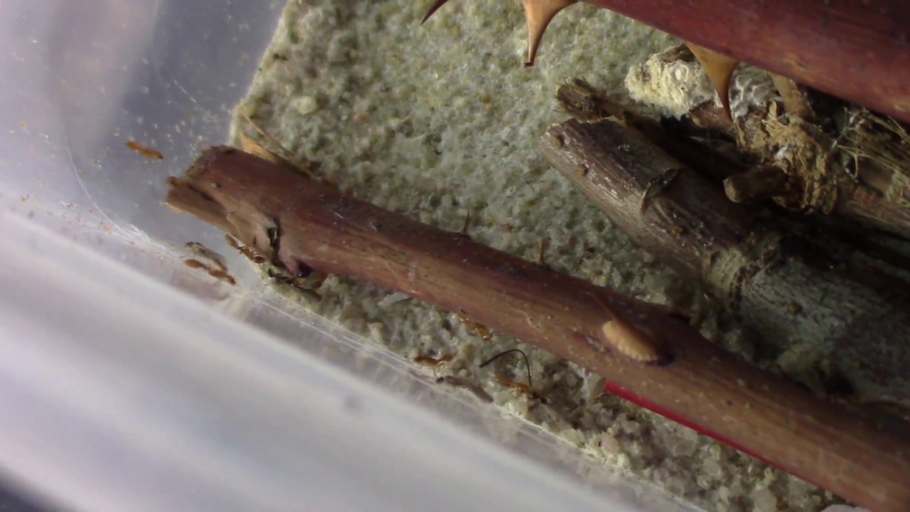 Pseudomyrmex pallidus (Twig ant)