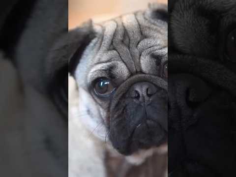 Dogs' nose prints are unique like human fingerprints #dogfacts #doglife #dogsofinstagram #shorts