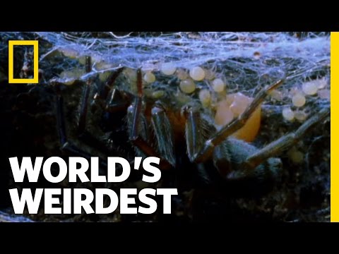 Mother-Eating Spiders | World's Weirdest