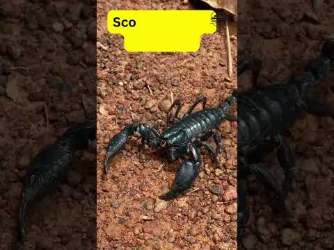 How many legs does scorpion Have
