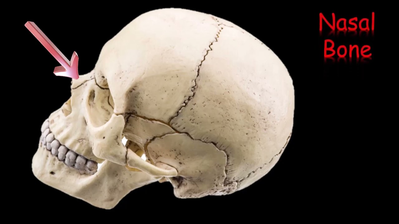 Bones Skeletal System Practical Exam Virtual Flash Cards Anatomy