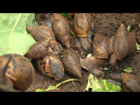Snail Farm. CSIR - Forestry Research Institute of Ghana (FORIG)