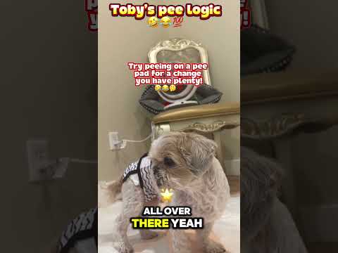 Toby’s Hilarious Pee Logic 🤣🐶 | Cute Rescue Dog Moments Watch Toby, our ...