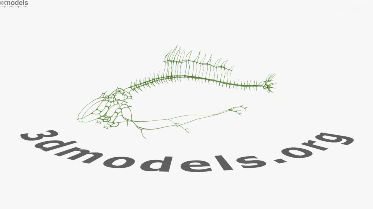 Fish Lymphatic System 3D model by 3DModels.org