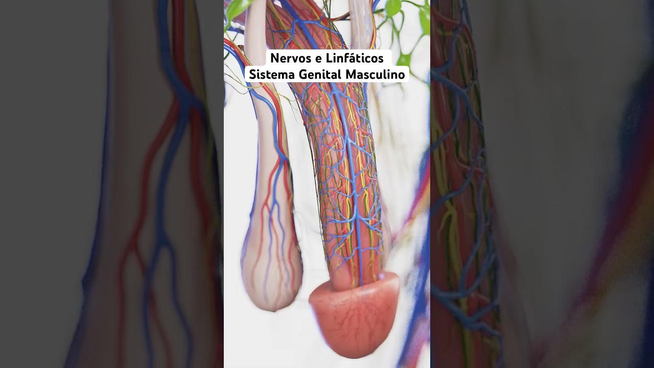 Sistema Reprodutor Masculino - Nervos e Linfáticos. Créditos: sciepro.official #anatomia #medicina