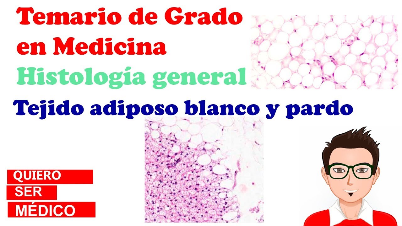 Tejido adiposo blanco y pardo | Histología
