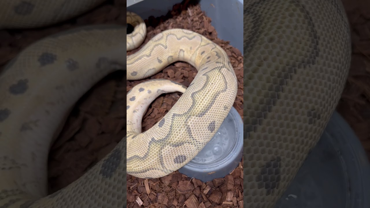 How to tell an ovulation has occurred in your ball python. #ballpythonbreeding