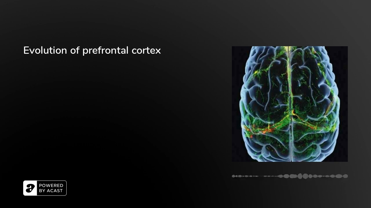 Evolution of prefrontal cortex