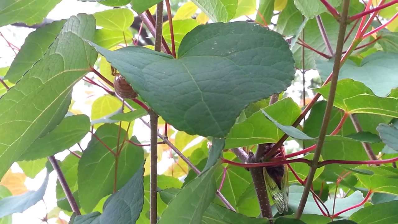 The Brood II Emergence Has Begun - Cicada Mania