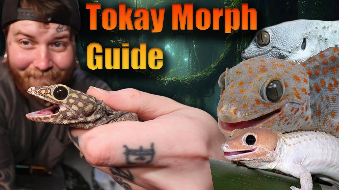 Full Tokay Gecko Morph Guide Part 1