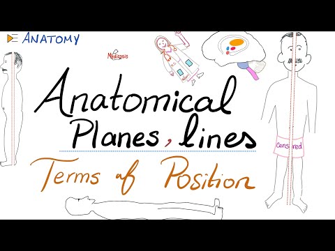 Anatomical Planes & Anatomical Lines | Terms of Position | Anatomy Basics.