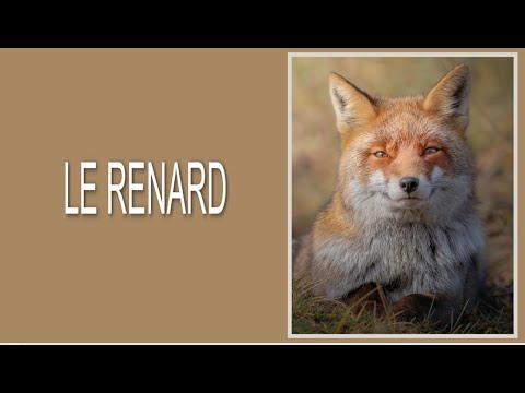 Microtel91 - Le renard, animal fascinant