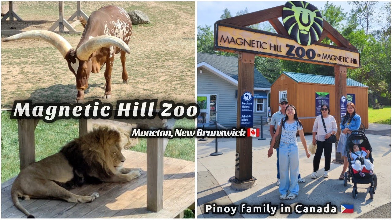 Magnetic Hill Zoo in Moncton, New Brunswick (Walk Tour) 
