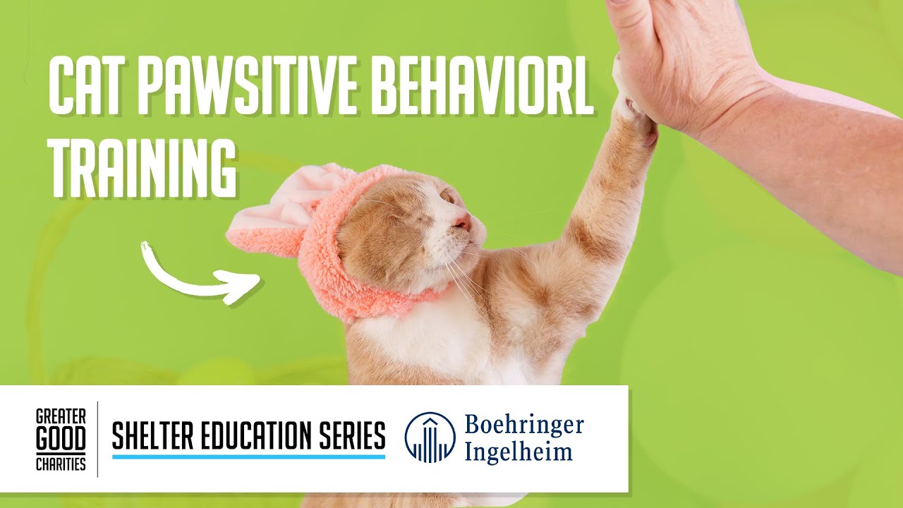 Cat Pawsitive Behavioral Training