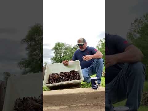  Purging Crawfish