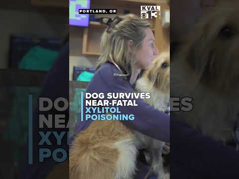 Portland dog survives near-fatal xylitol poisoning, vet warns of dangers