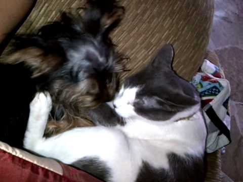 Interspecie Relations