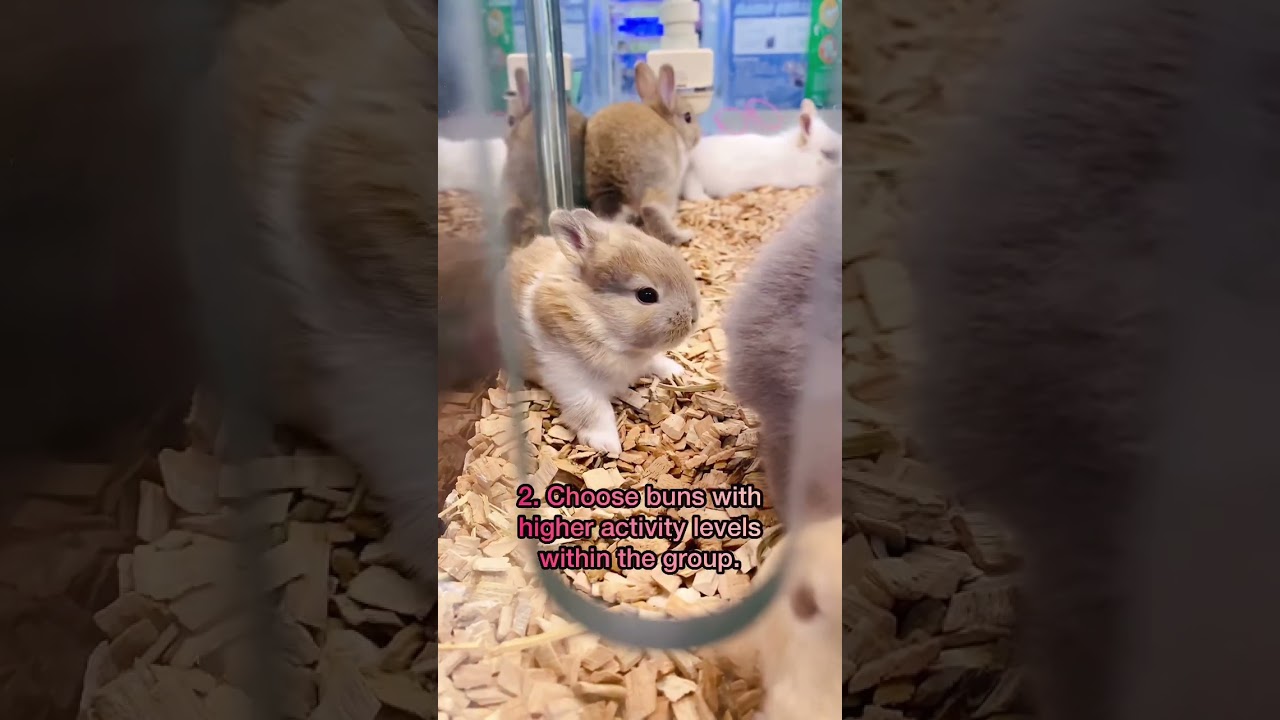 4 THINGS you NEED TO KNOW to choose a healthy bunny #shorts