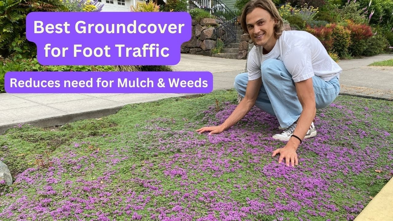Great Groundcovers - Creeping Thyme UPDATE in 3rd Year (Thymus) & How to Divide