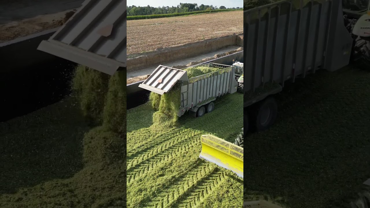 In the Bunker. 😎 #cornsilage #fendt #harvest2023