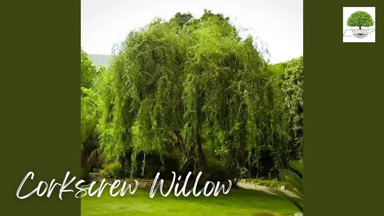 Corkscrew Willow - TN Nursery