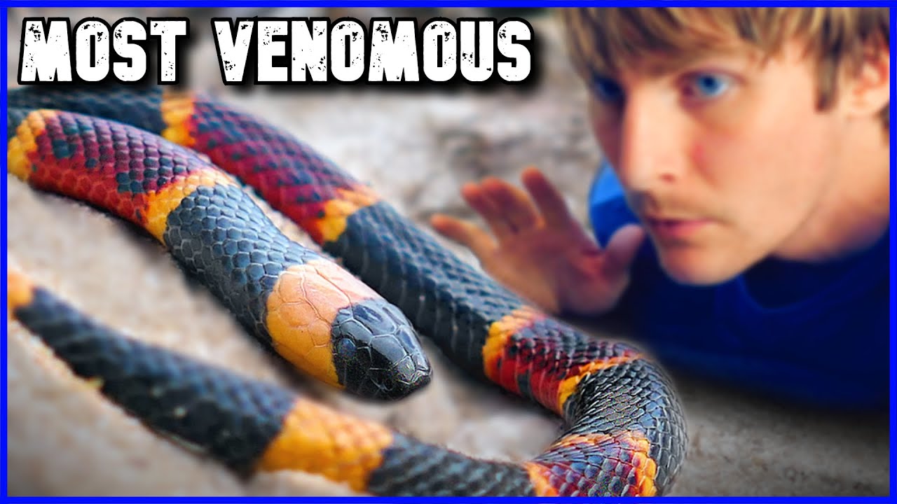 America's MOST VENOMOUS Snake! - The Eastern Coral Snake