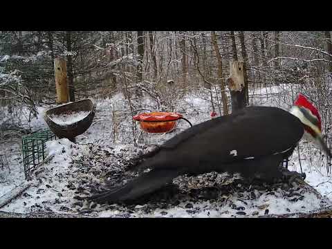 Male Pileated Woodpecker talking to the Female