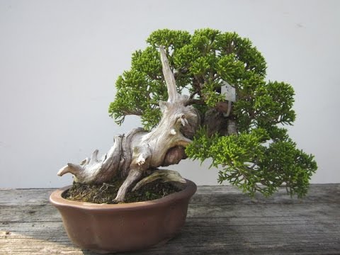 Juniperus chinensis 'Keteleeri'