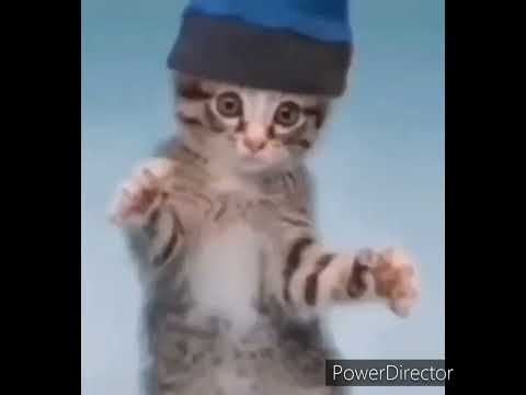 cat gifs with emo music