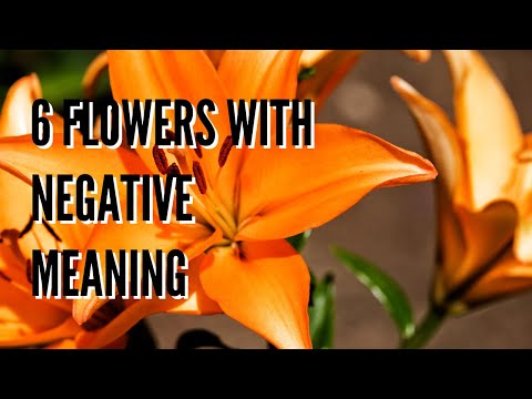 6 Flowers With Negative Meanings (Bet you wouldn't have guessed)