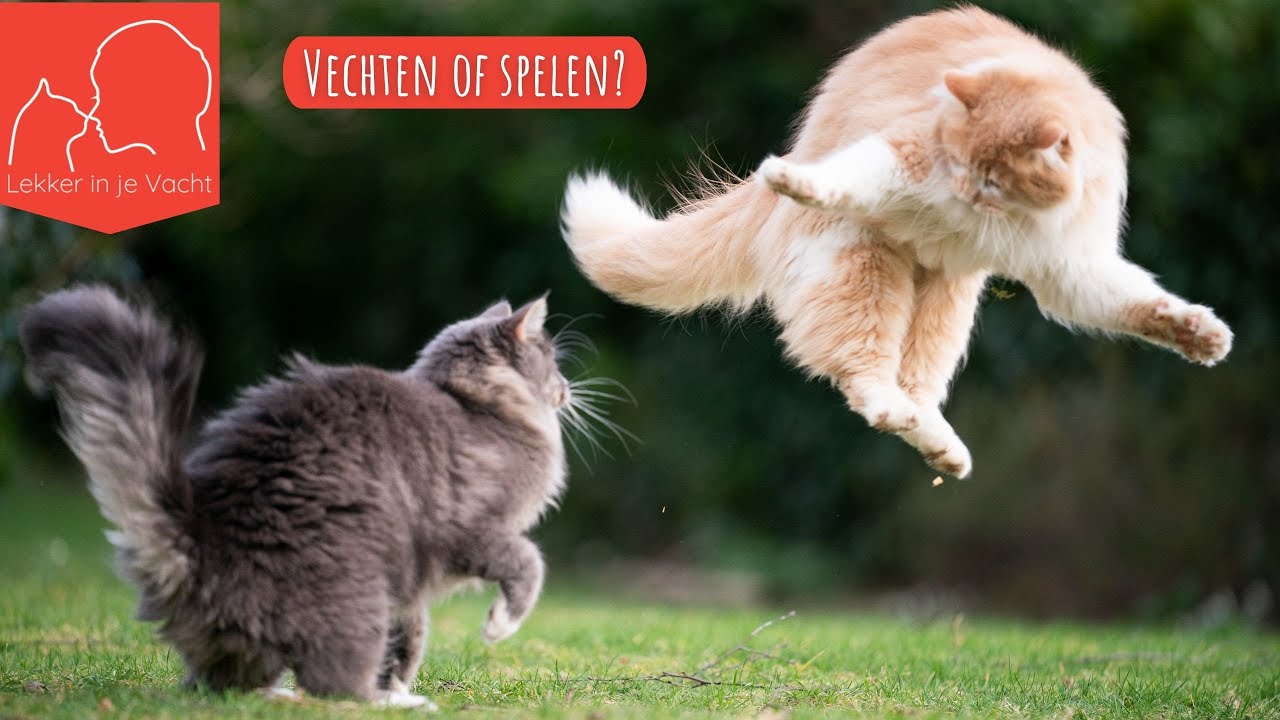 Vechten of Spelen mijn katten?