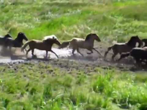 Wild Horses Running in the Wild!! so Pretty!!