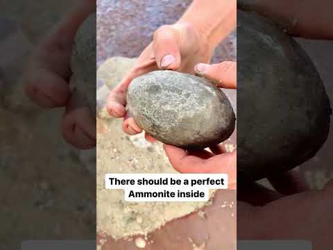 Jurassic Cephalopod Fossil Found on Yorkshire Coast! π²