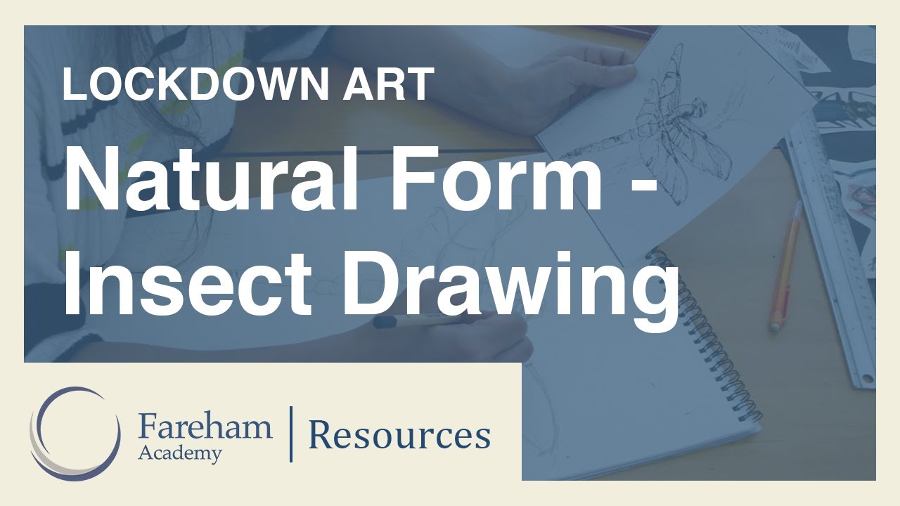Natural Form - Insect Drawing