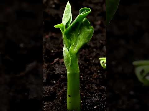 What Are Producers? #shorts #educationalvideo #scienceeducation #ecosystems #discoverscience #stem