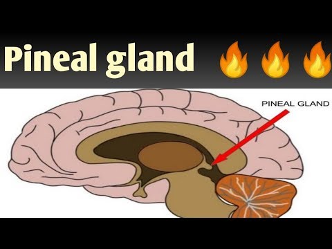 Pineal gland Full information in Hindi
