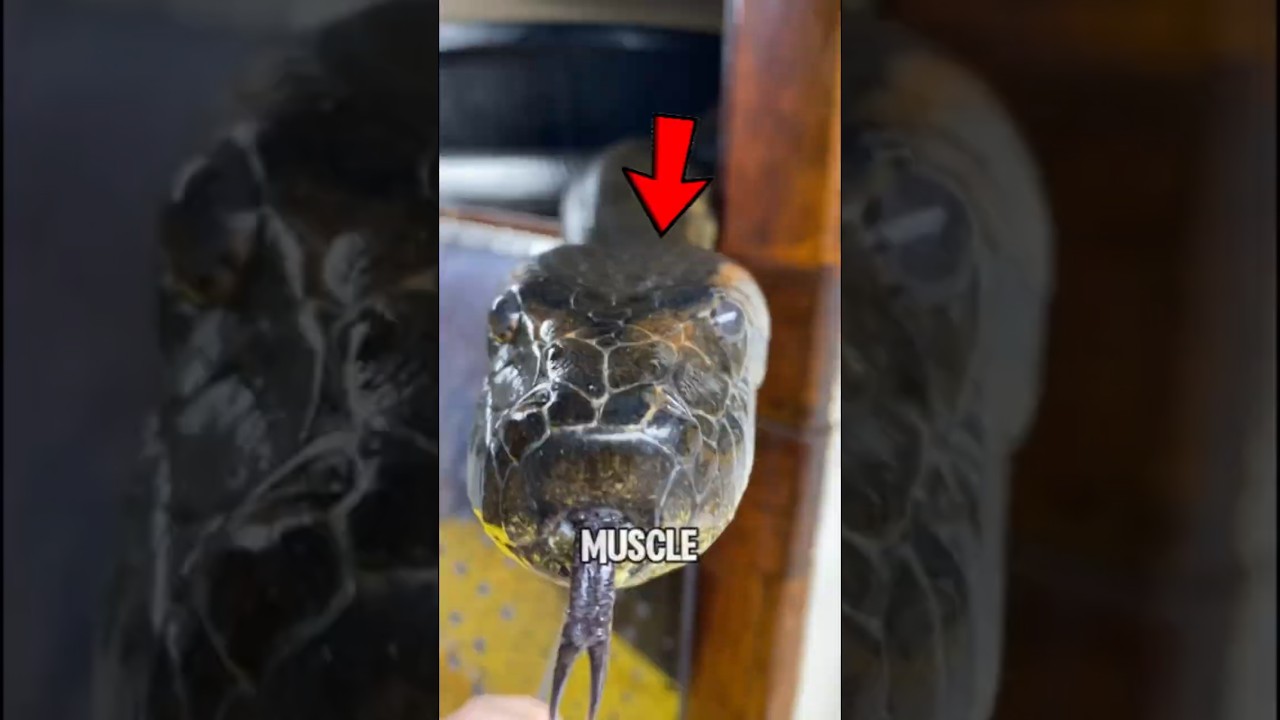 5 LARGEST Snake In The World