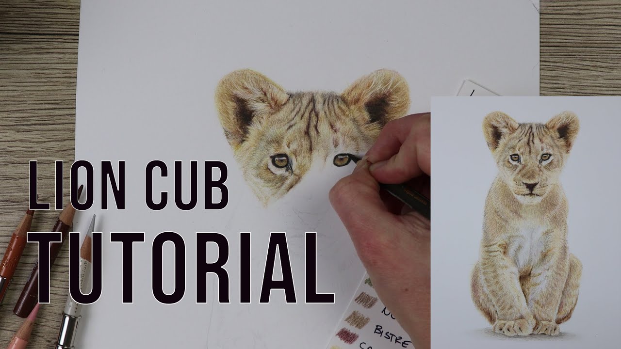 How to Draw a Lion Cub | Colour Pencil Tutorial