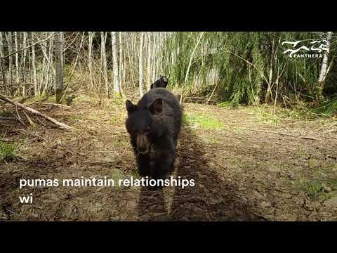 Window to the Wild: Washington State