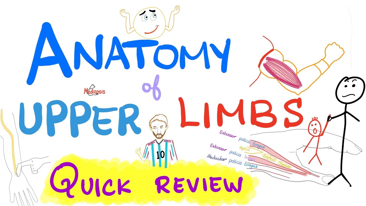Understanding the Anatomy of the Upper Limbs: A Comprehensive Review ...