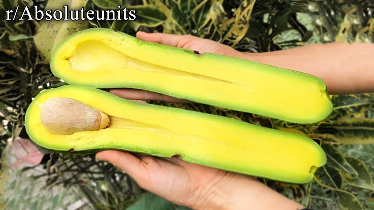 r/AbsoluteUnits | avocadooooooooooooo