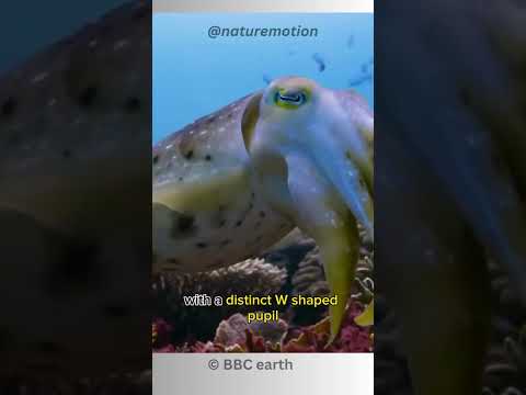 Cuttlefish are highly intelligent cephalopods