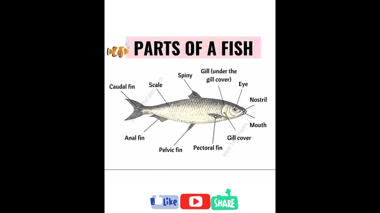 Parts of a fish