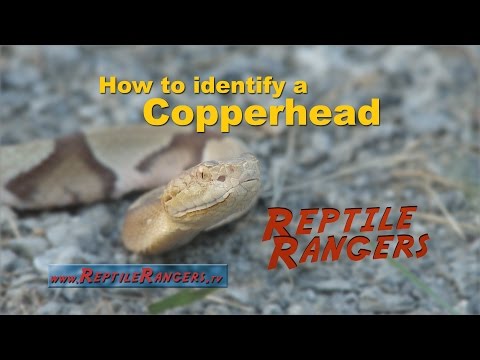How to Identify a Copperhead