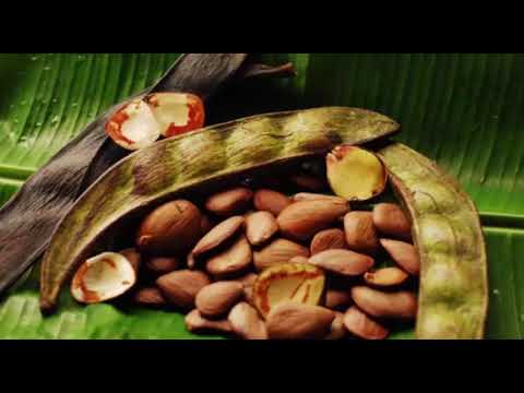 Health benefits of Pracaxi Oil