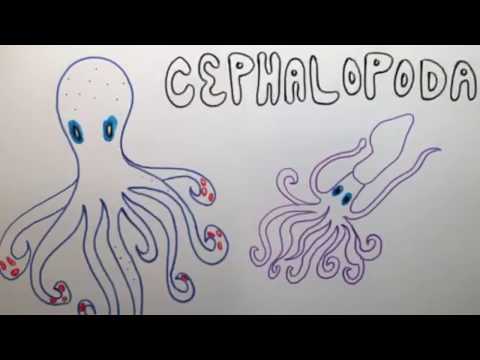 Cephalopod Morphology